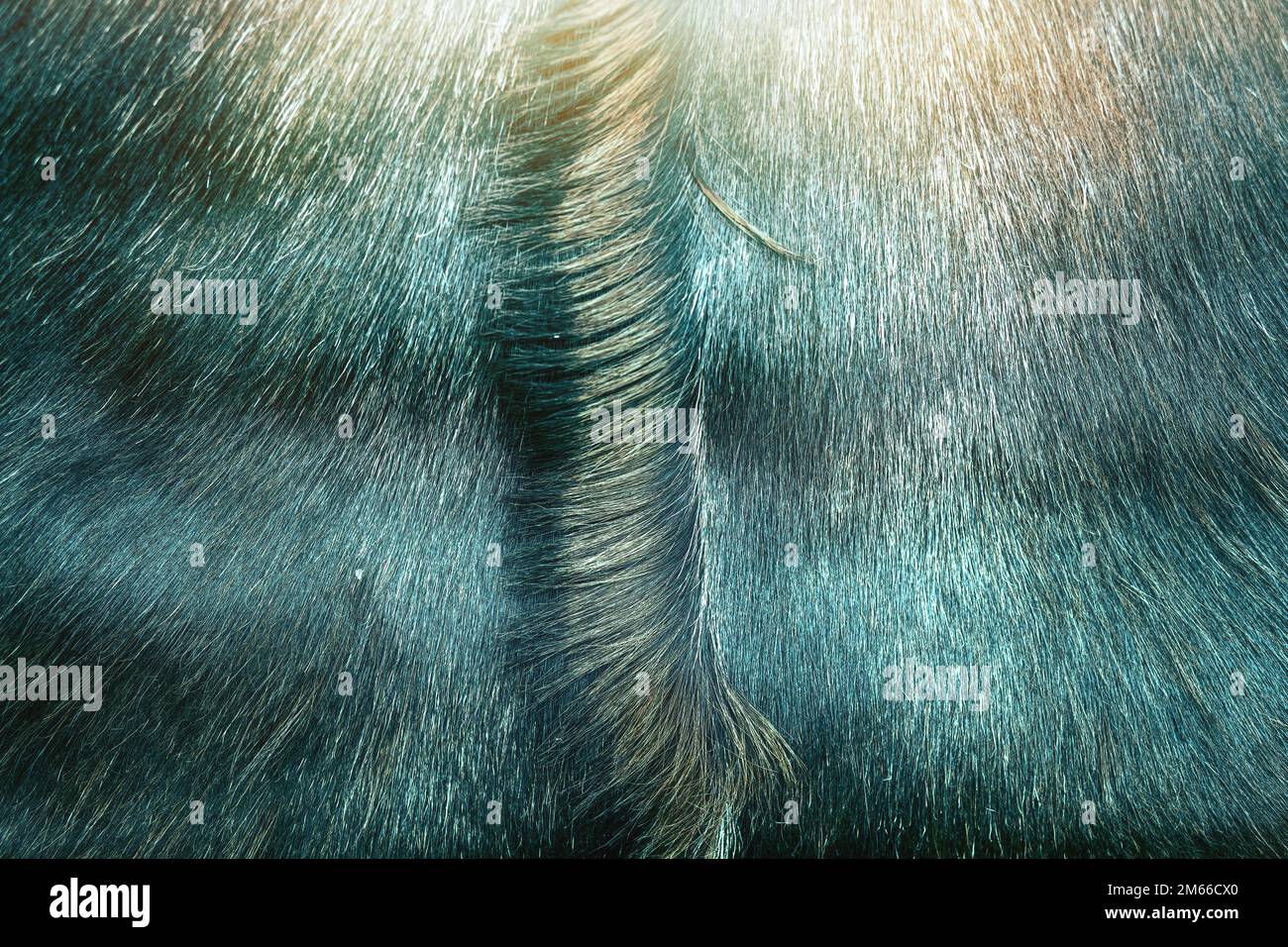 Goat hair texture hi-res stock photography and images - Alamy