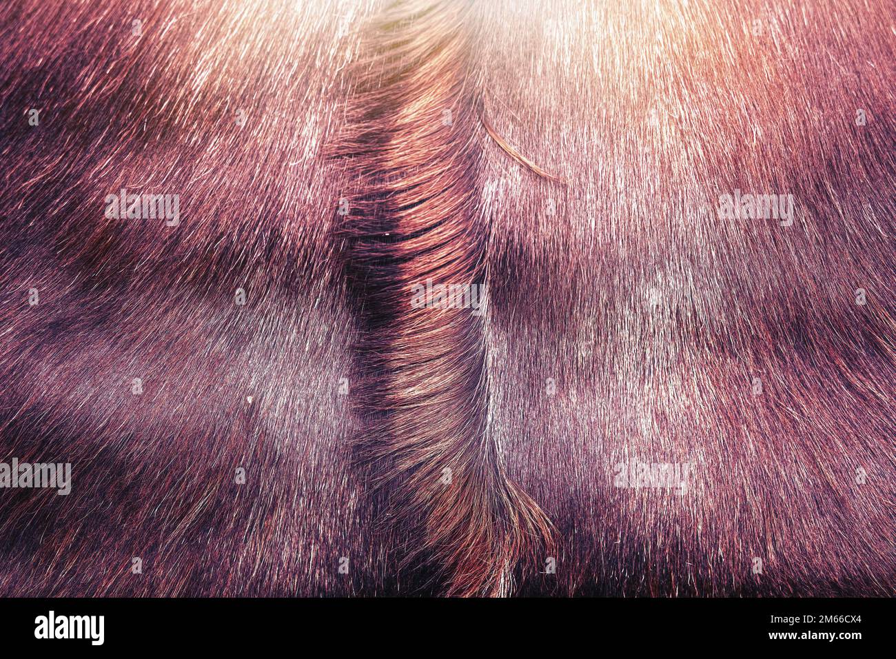 Goat hair texture hi-res stock photography and images - Alamy