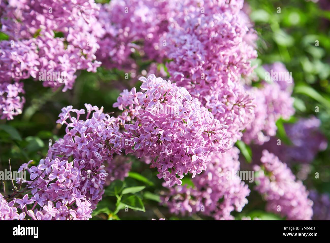 beautiful lilac flowers branch on a green background, natural spring ...