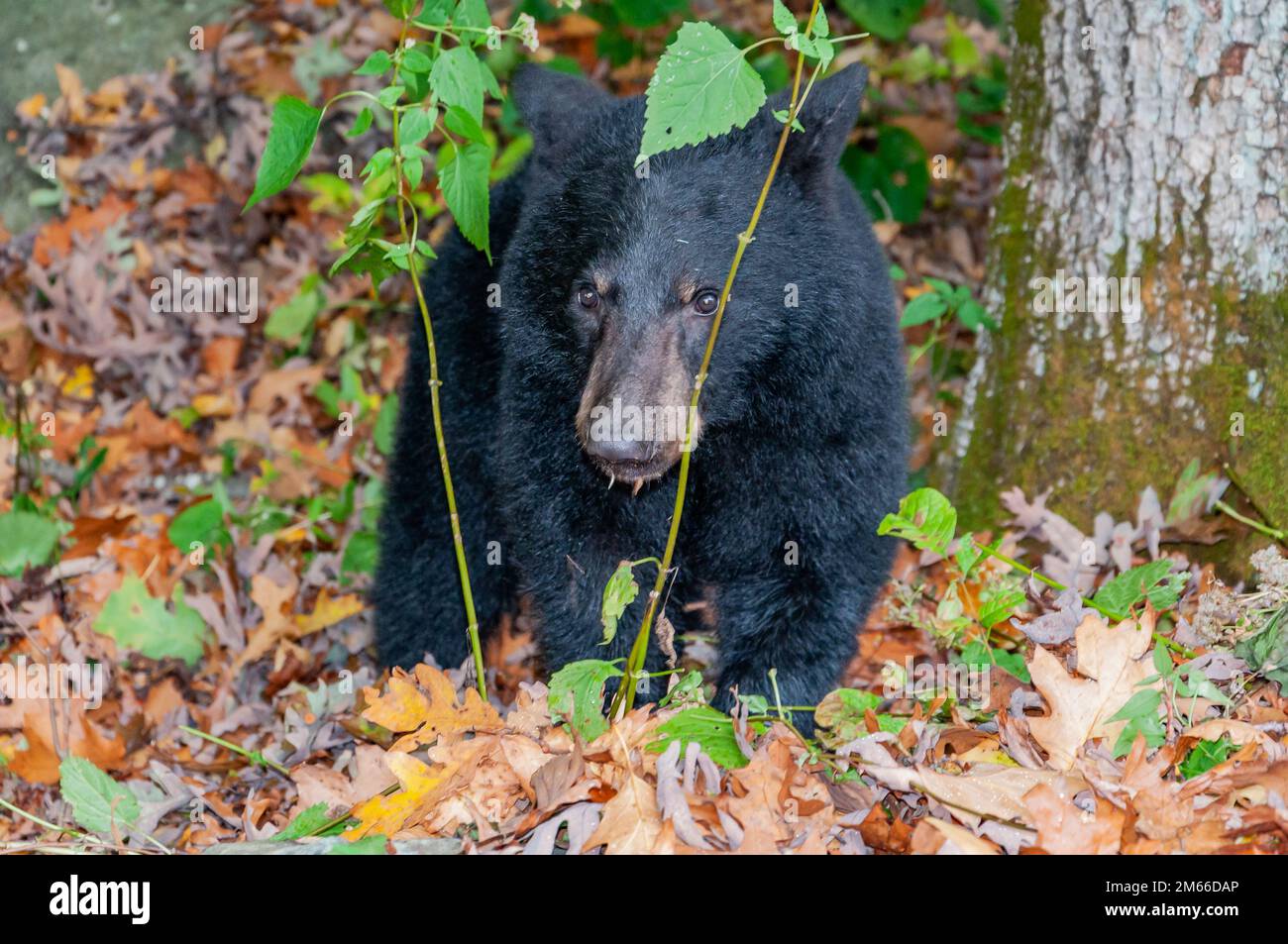 Black bear fall colors hi-res stock photography and images - Alamy
