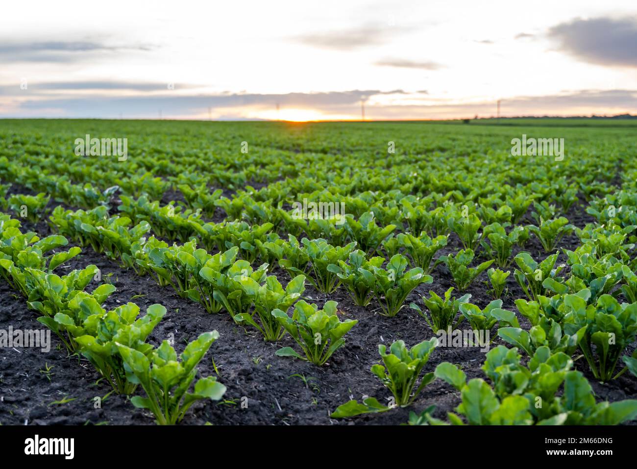 Rows of young fresh beet leaves with a sunset sky. Beetroot plants ...