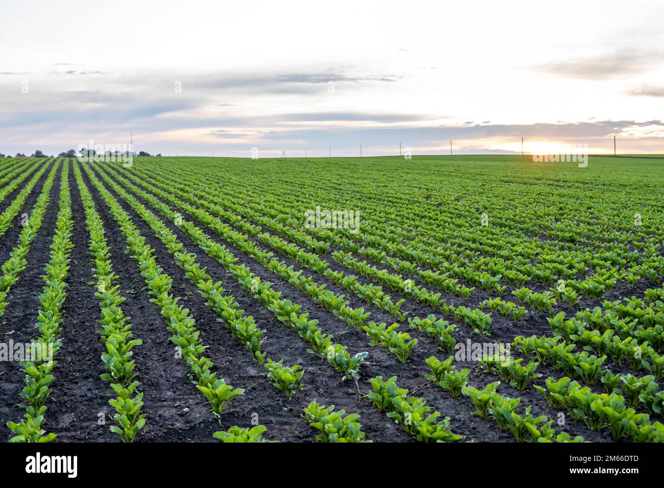 Rows of young fresh beet leaves. Beetroot plants growing in a fertile ...