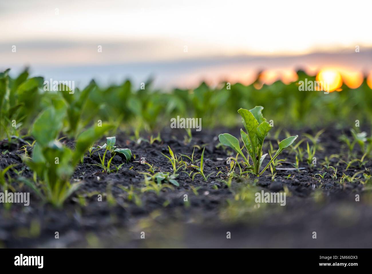 Close up young fresh beet leaves. Beetroot plants growing in a fertile ...