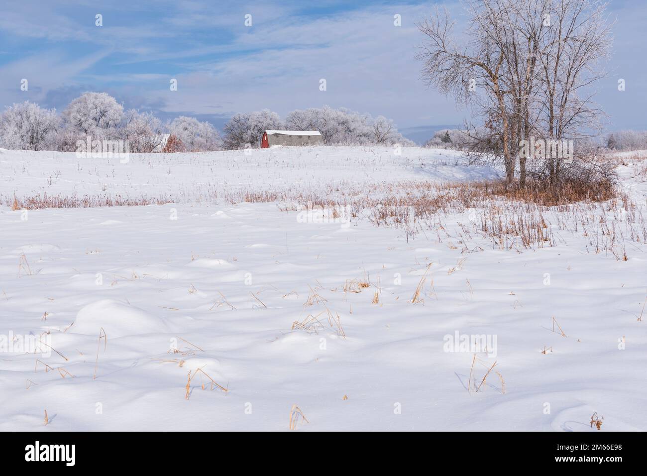 rural winter scene of snow covered field and barn on horizon surrounded by frosty trees Stock ...