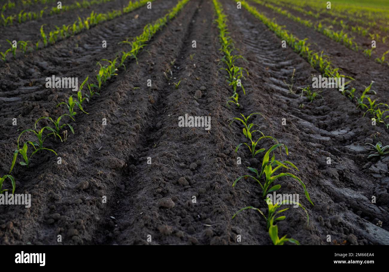 Growing young green corn seedling sprouts in cultivated agricultural ...