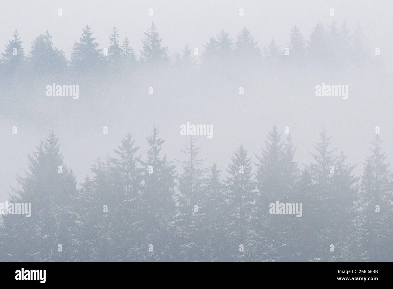Pine trees in mist - Scotland, UK Stock Photo - Alamy
