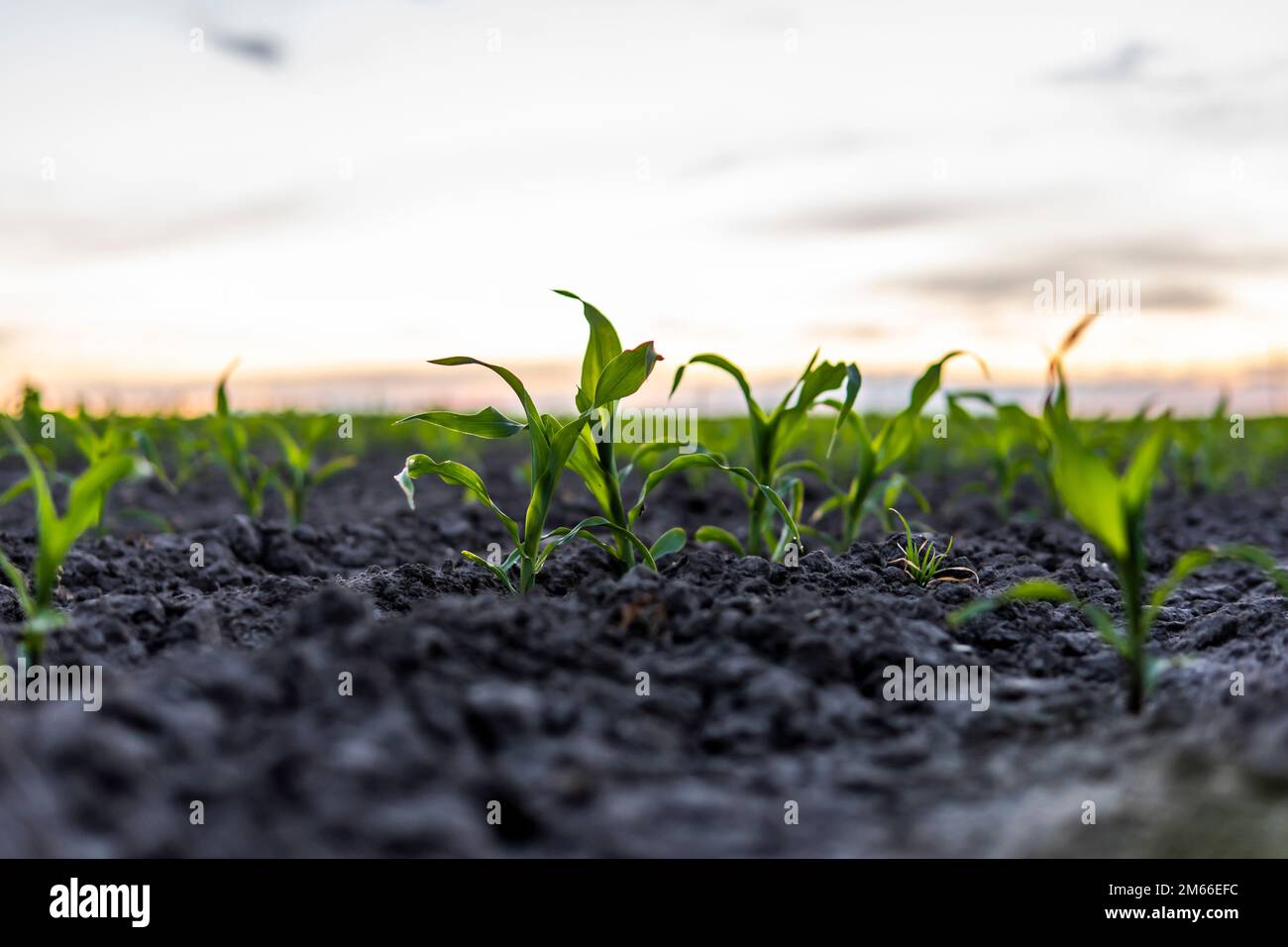 Close up of young fresh corn seedling growing in a fertile soil on a ...