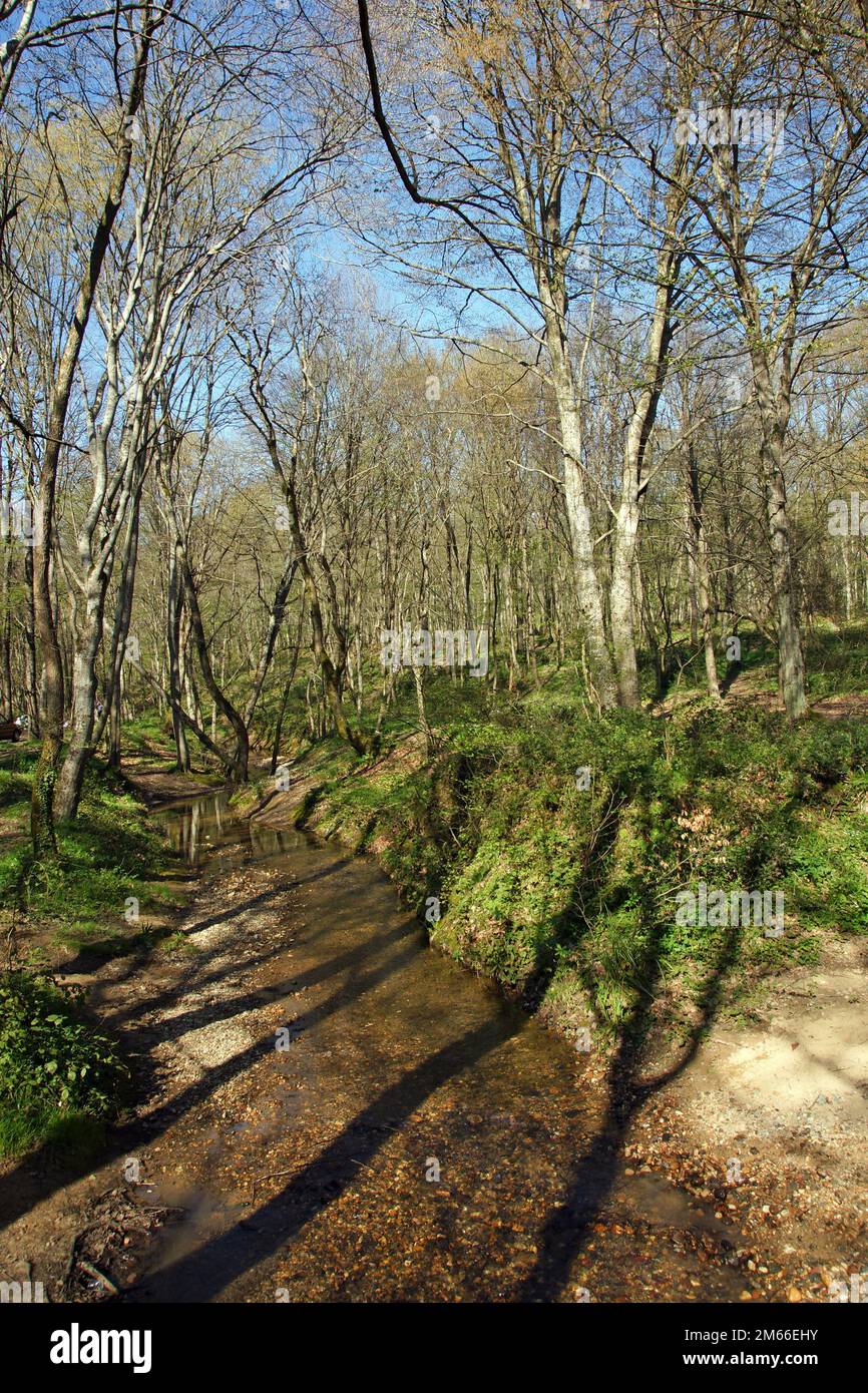 Belgrade forest istanbul hi-res stock photography and images - Alamy