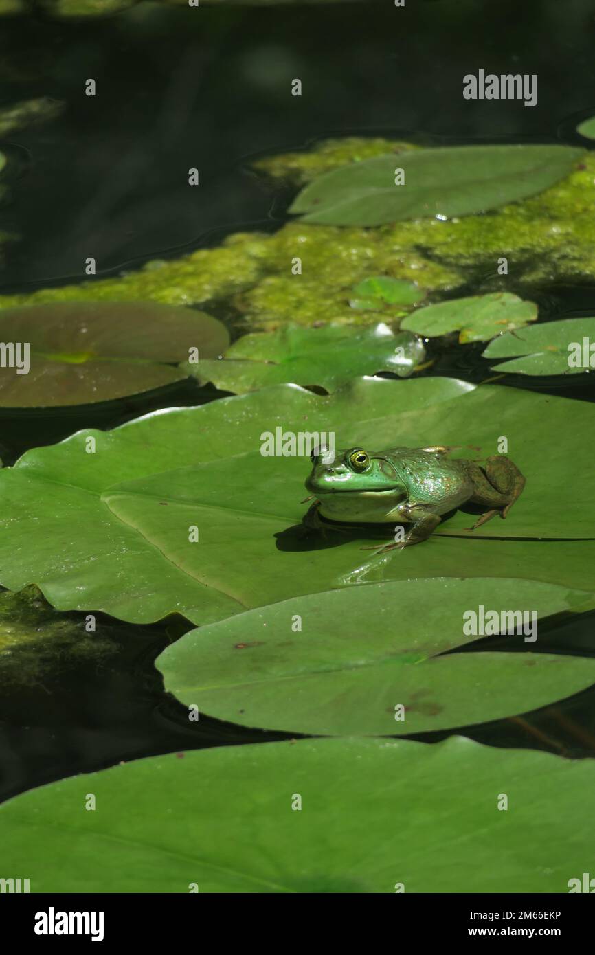 A green American bull frog is sitting on a large water lily pad ...