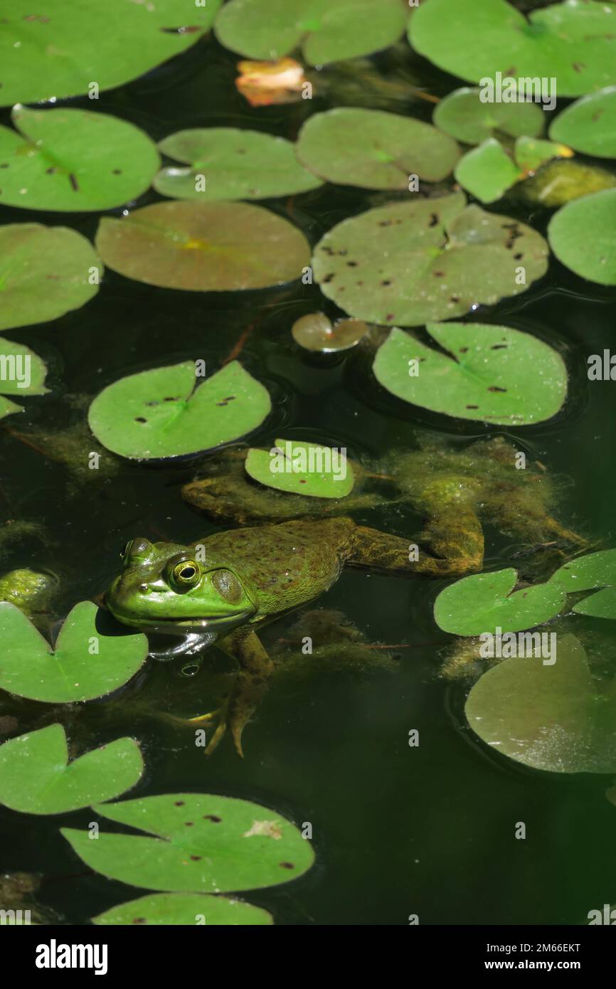 A green American bull frog is sitting surrounded by other water lily ...