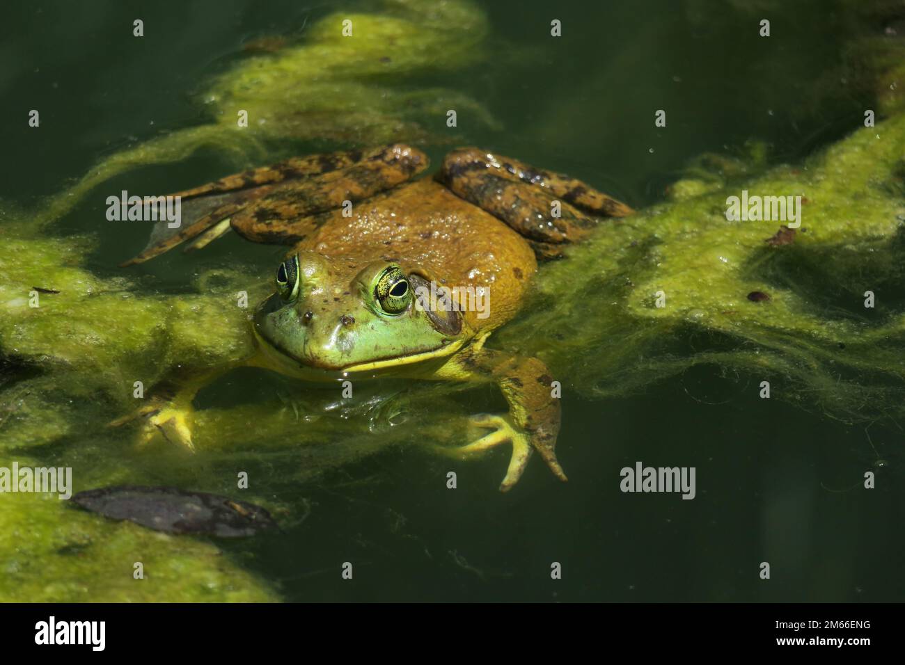 A green American bull frog is floating in a pond with algae Stock Photo ...