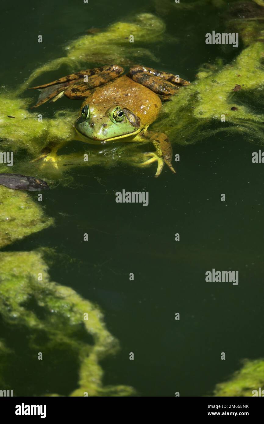 A green American bull frog is floating in a pond with algae Stock Photo ...