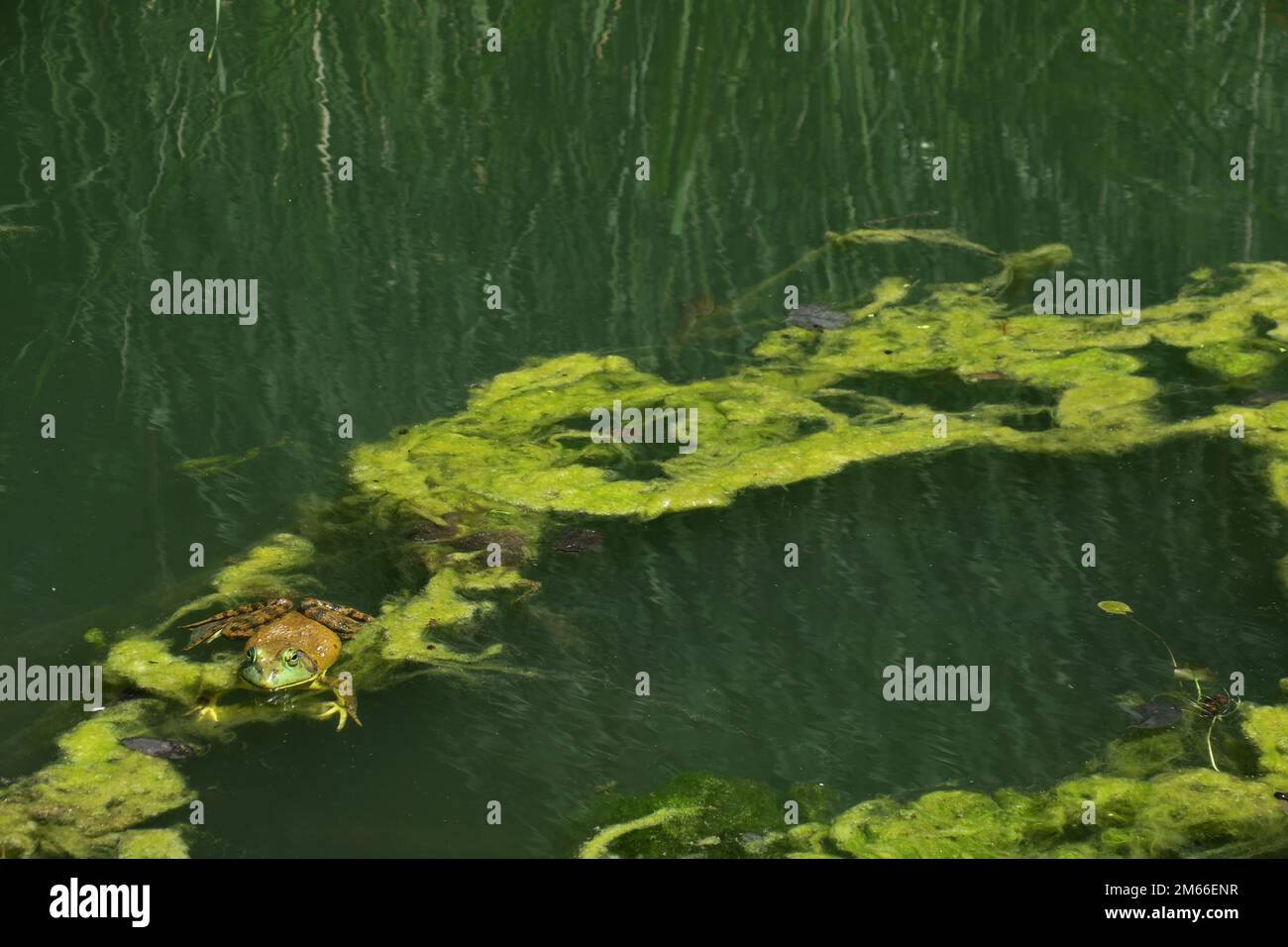 A green American bull frog is floating in a pond with algae Stock Photo ...