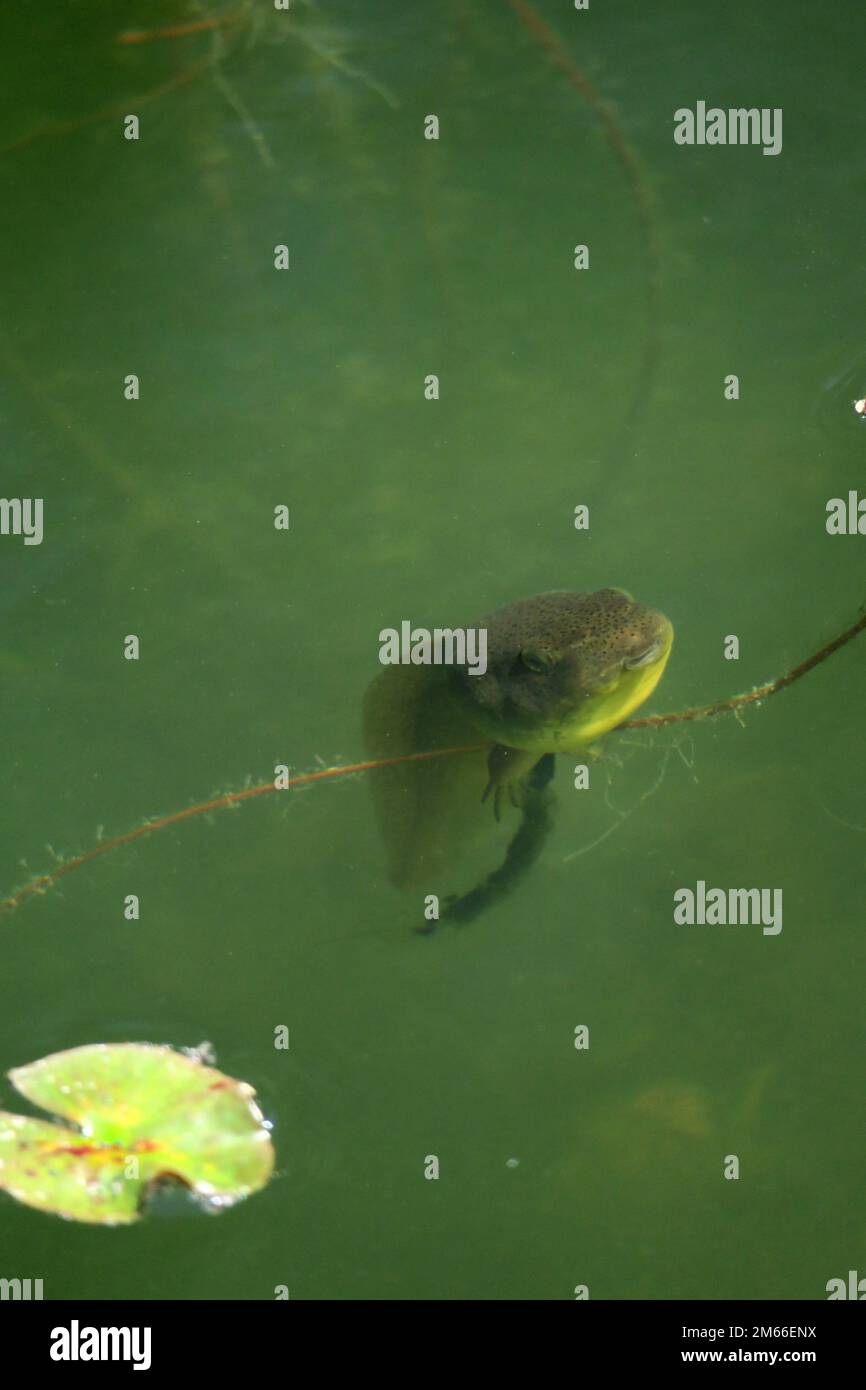 A green American bull frog tadpole is floating in a pond with algae ...