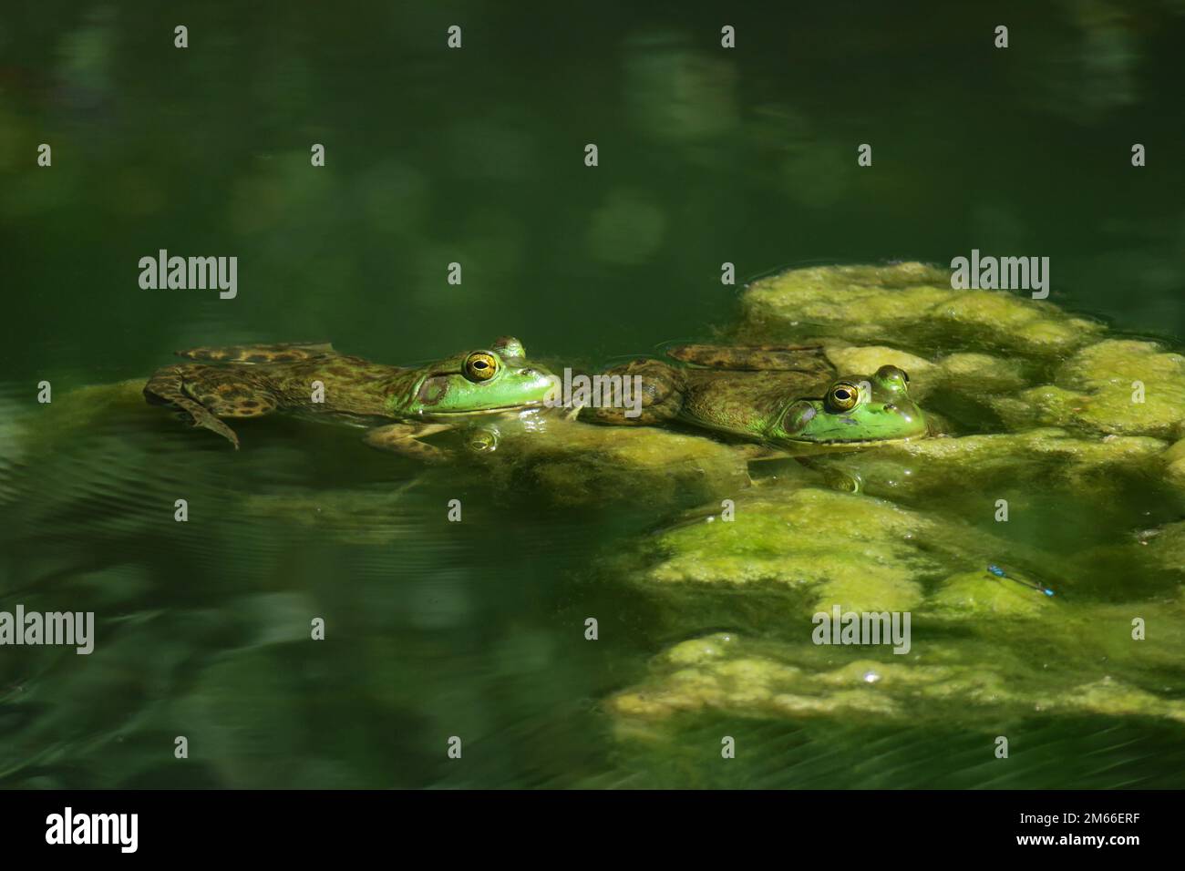 American bull frogs hi-res stock photography and images - Alamy