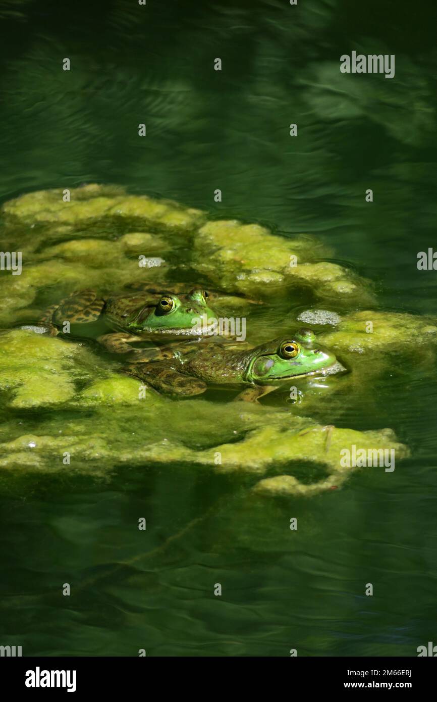Two green American bull frogs are floating in a pond with algae Stock ...