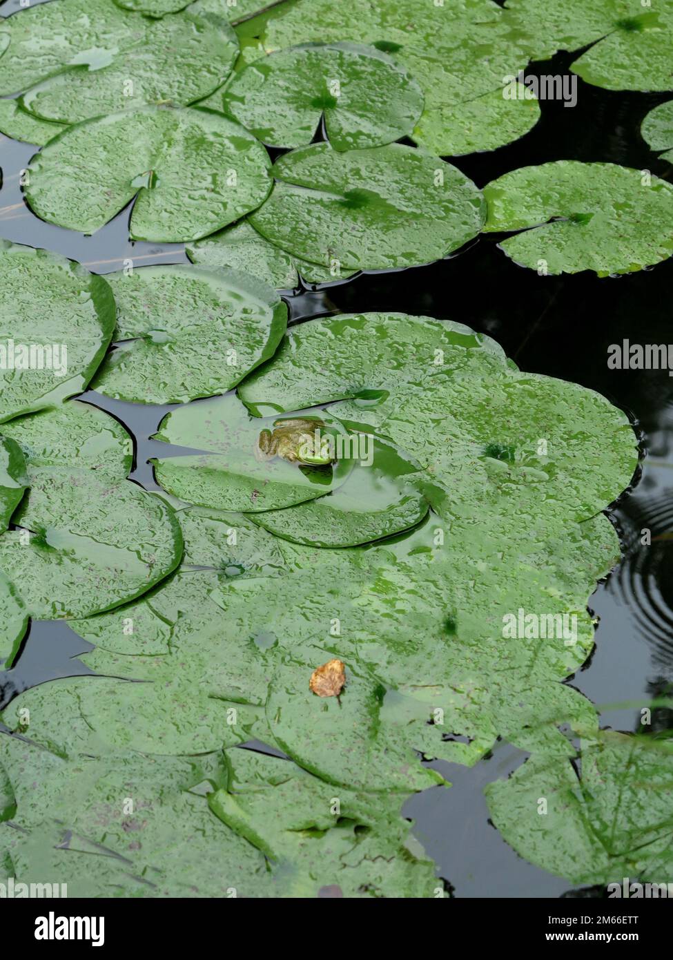 A green American bull frog is sitting on a large water lily pad ...