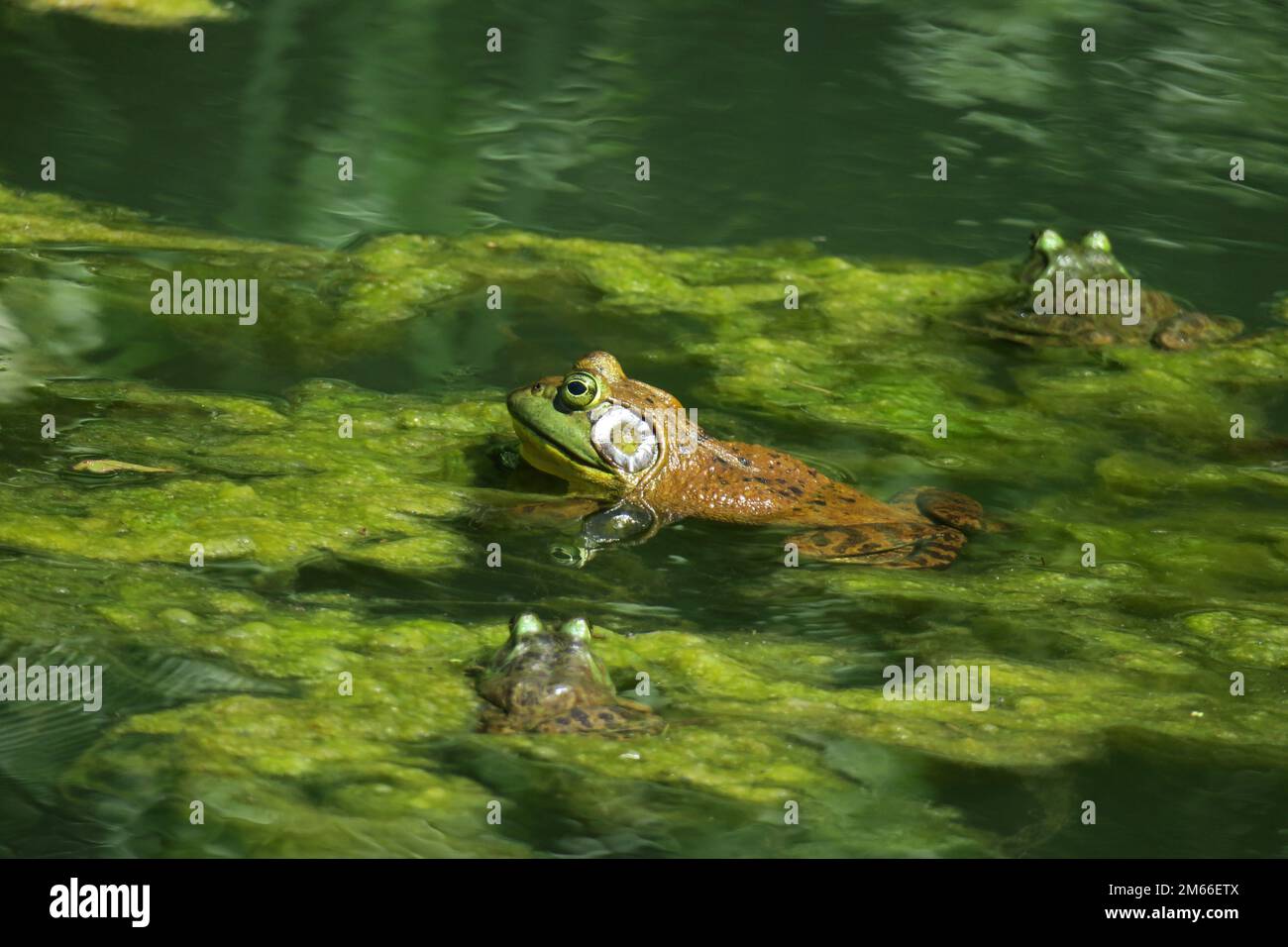 Three green American bull frogs are floating in a pond with algae Stock ...