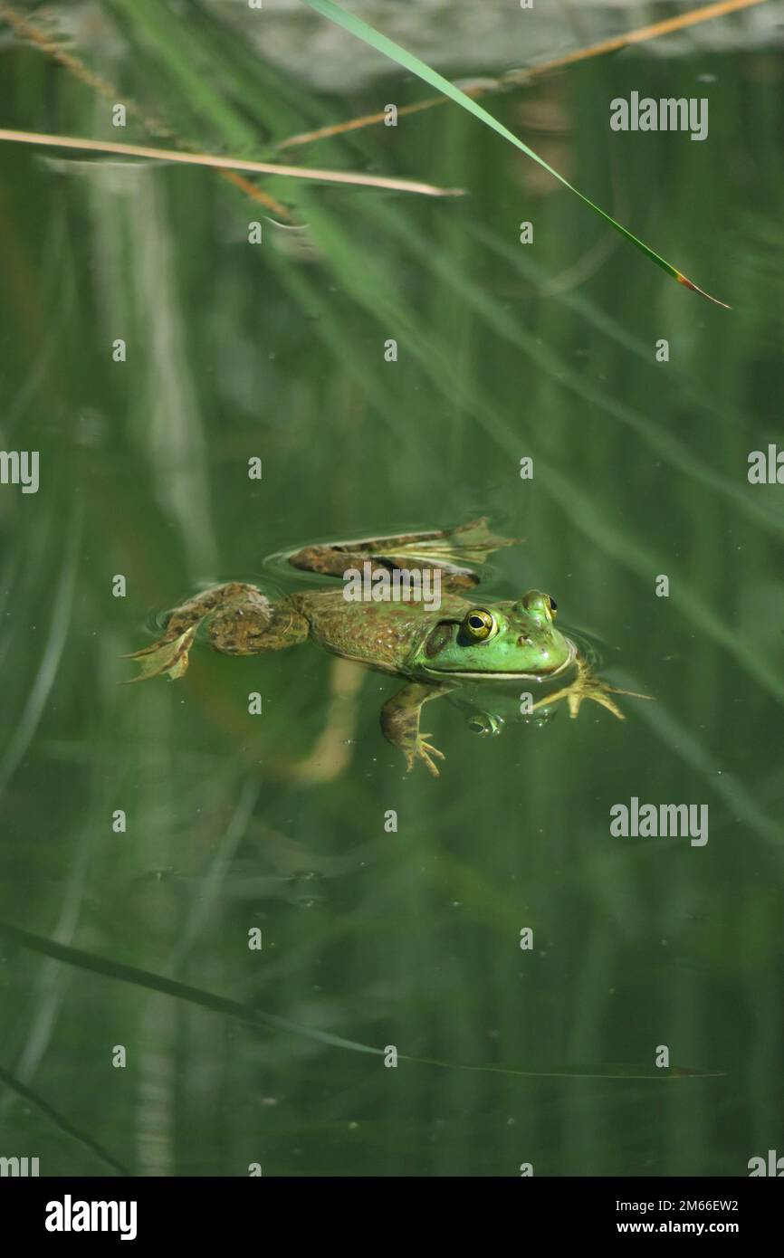 Three green American bull frogs are floating in a pond with algae Stock ...