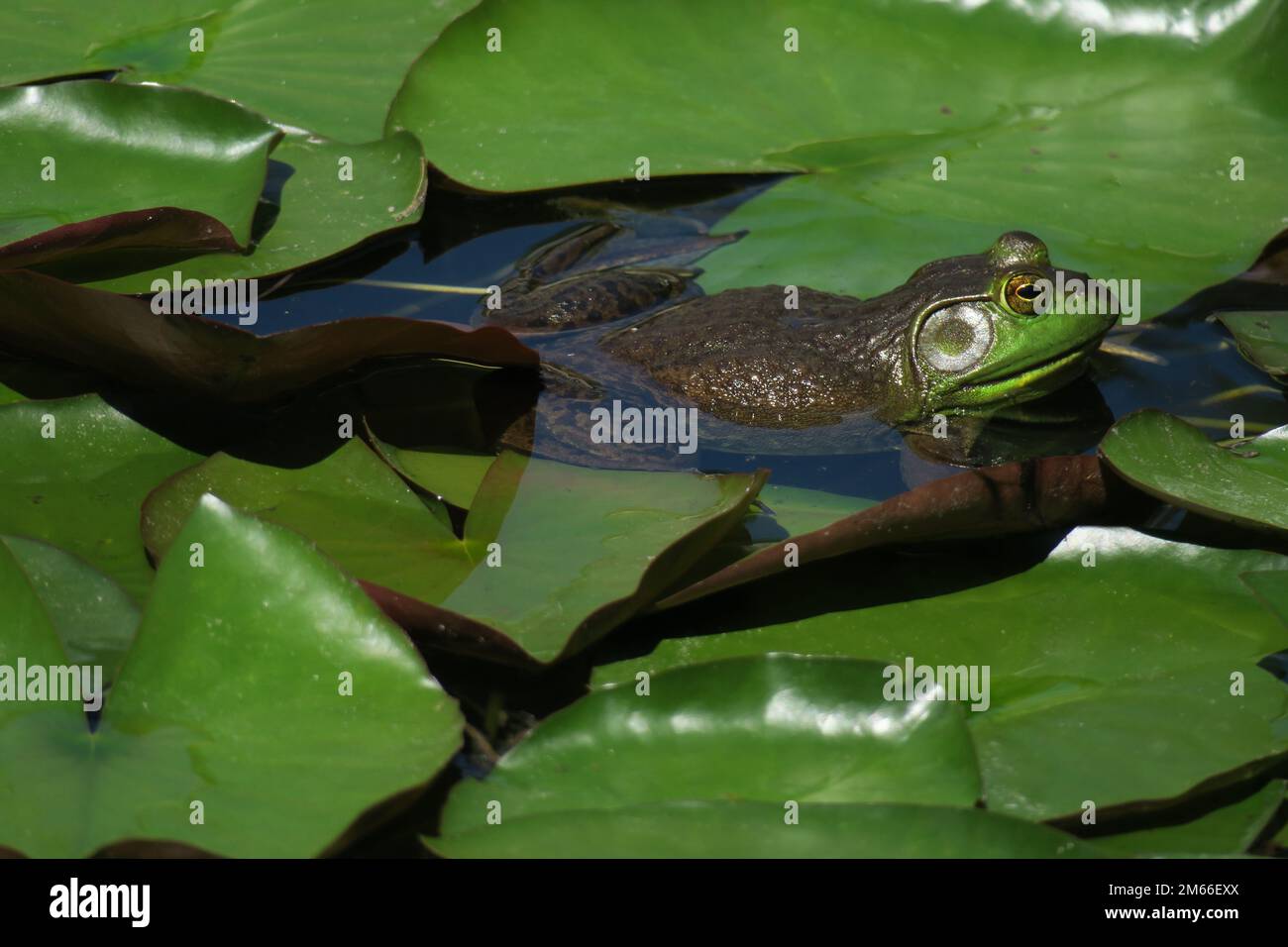 A green American bull frog is sitting on a large water lily pad ...