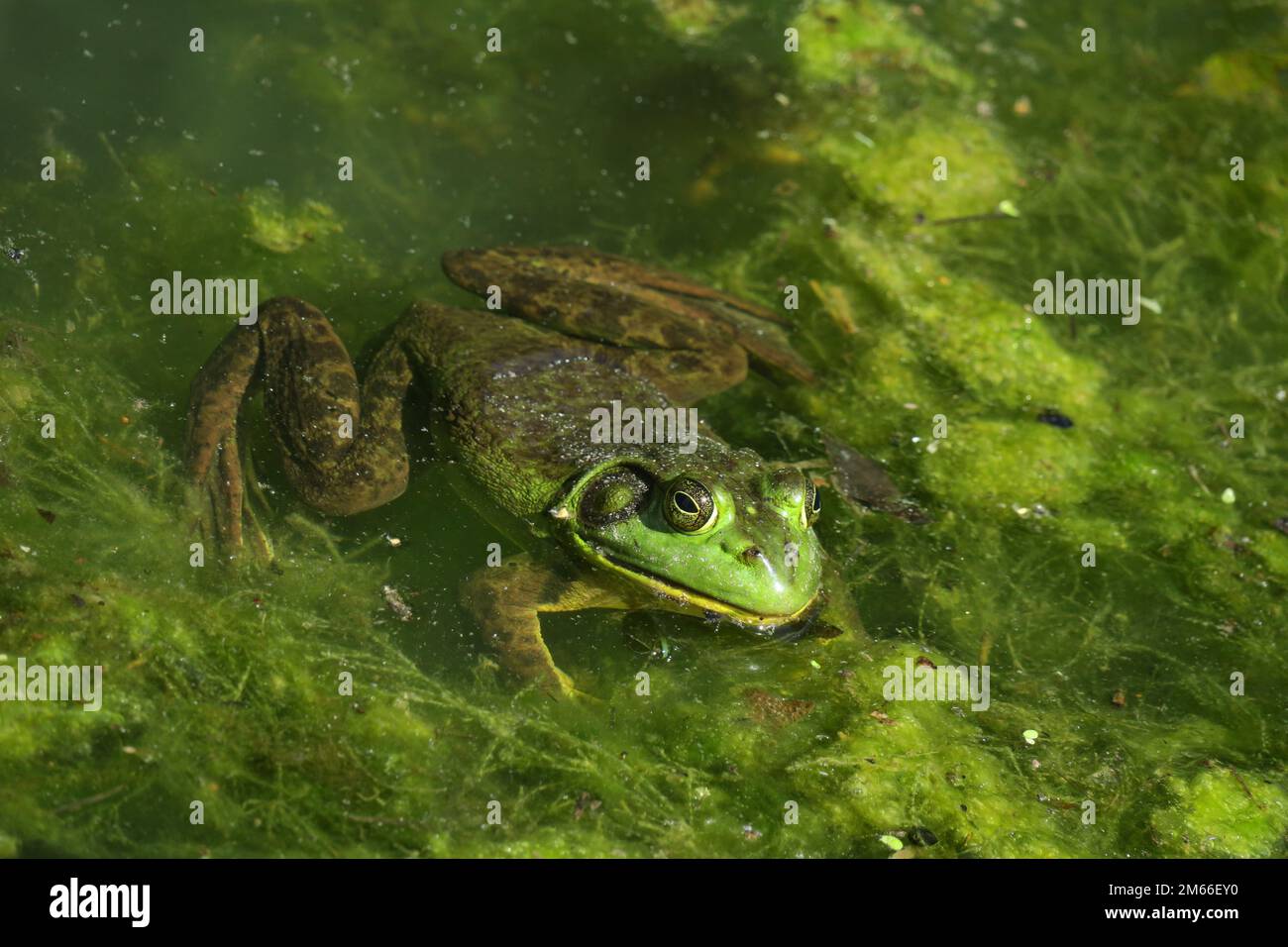 A green American bull frog is floating in a pond with algae Stock Photo ...