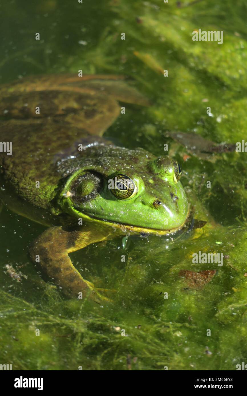 A green American bull frog is floating in a pond with algae Stock Photo ...