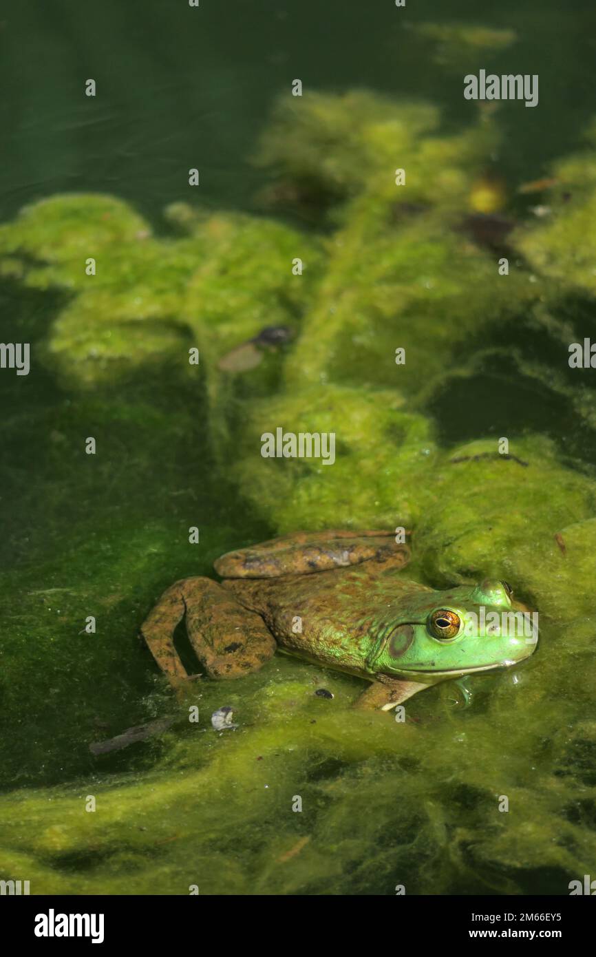 A green American bull frog is floating in a pond with algae Stock Photo ...