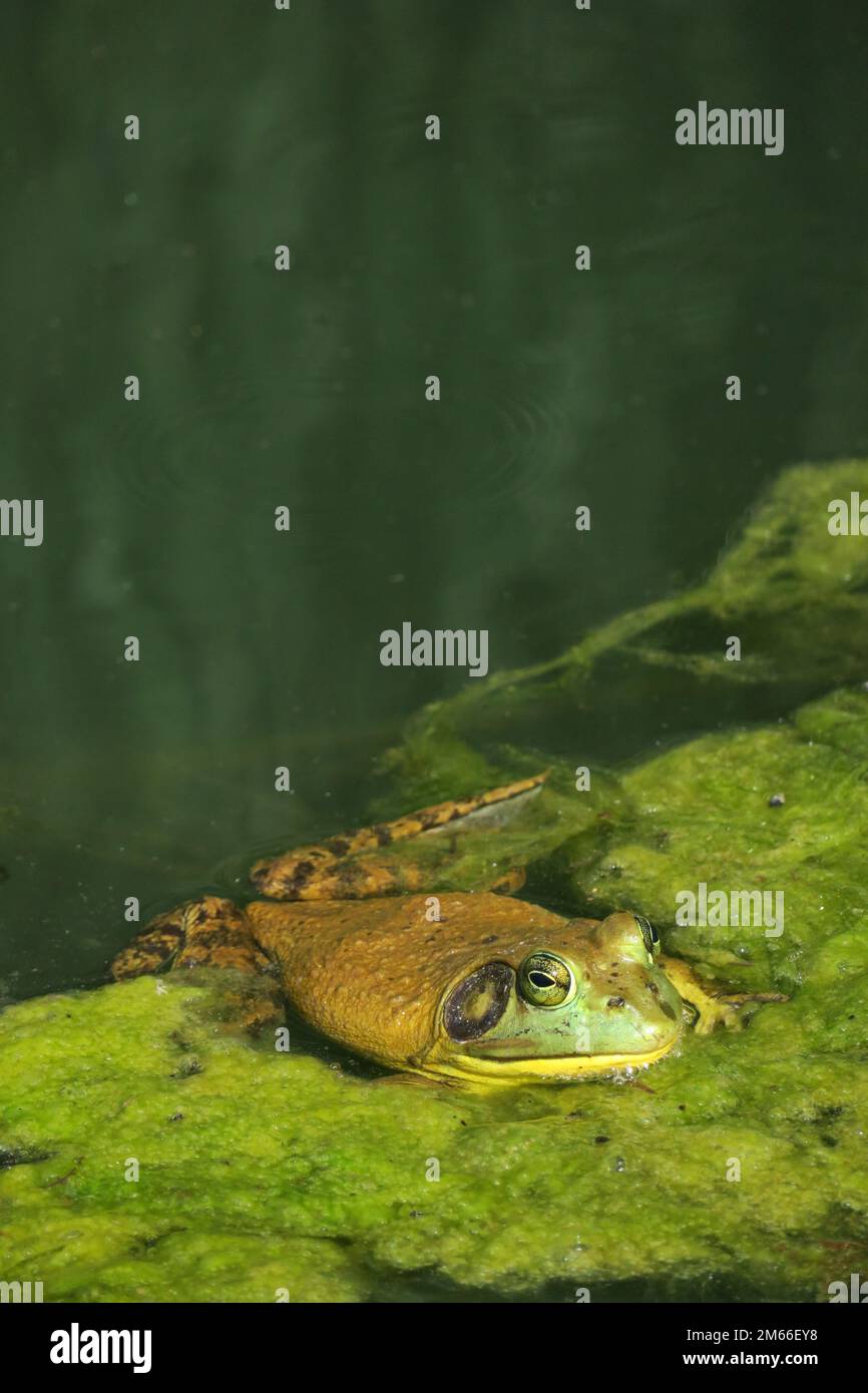 A green American bull frog is floating in a pond with algae Stock Photo ...