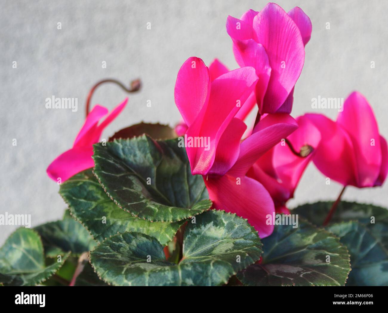 Cyclamen persicum, the Persian cyclamen, is a species of flowering ...