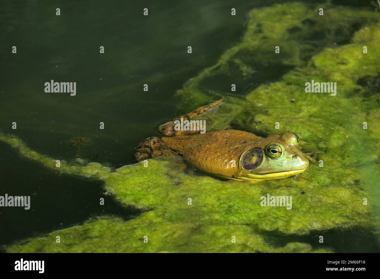 A green American bull frog is floating in a pond with algae Stock Photo ...
