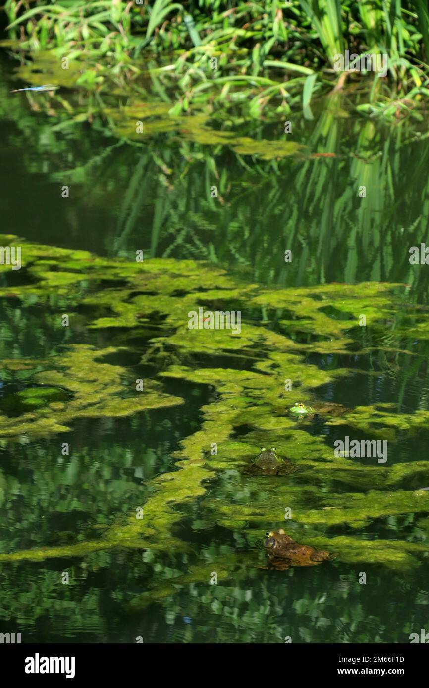 Green American bull frogs are floating in a pond with algae Stock Photo ...