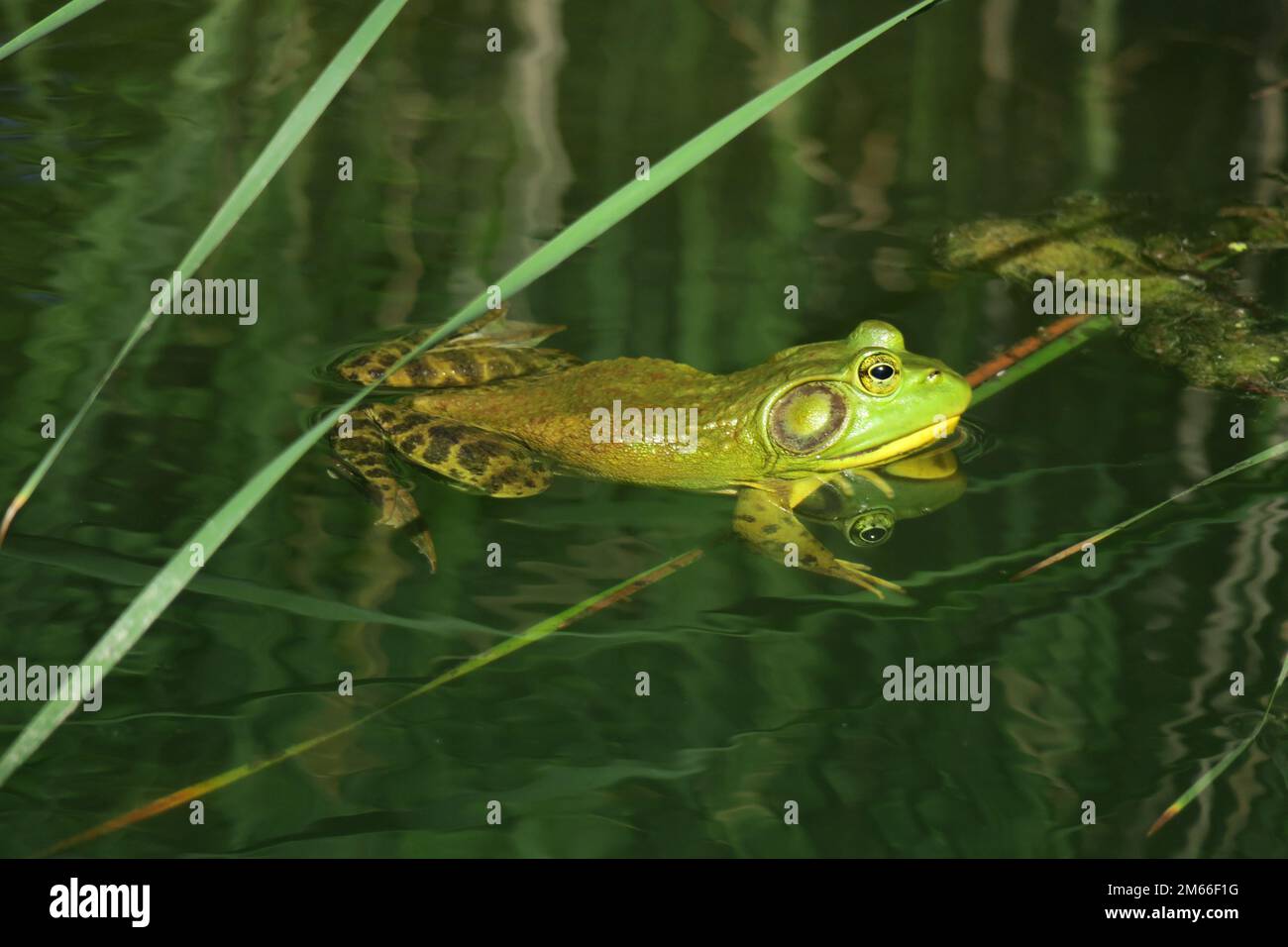A green American bull frog is floating in a pond with water plants ...