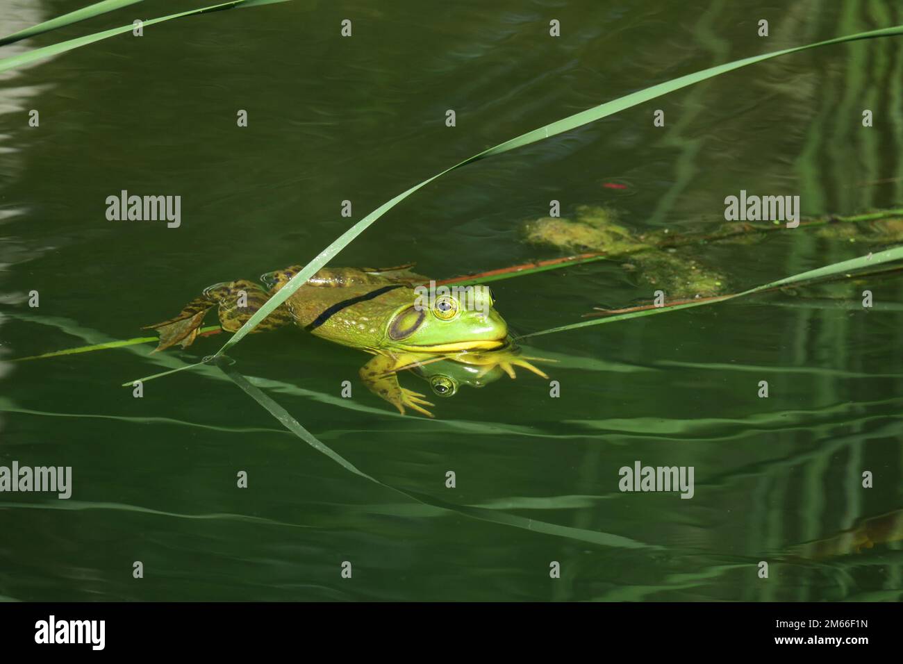 A green American bull frog is floating in a pond with water plants ...