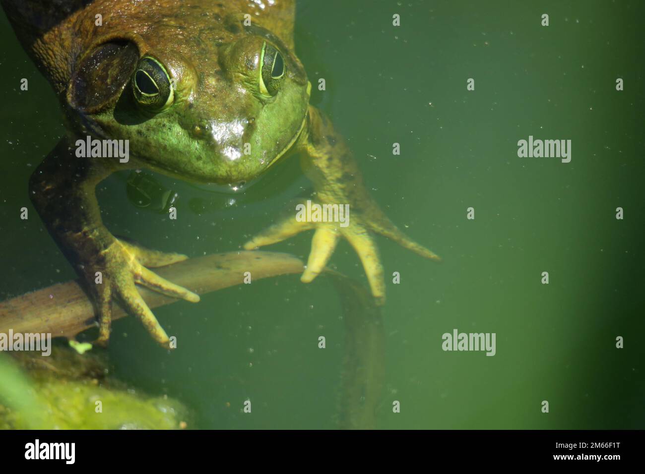 A green American bull frog is floating in a pond with algae Stock Photo ...