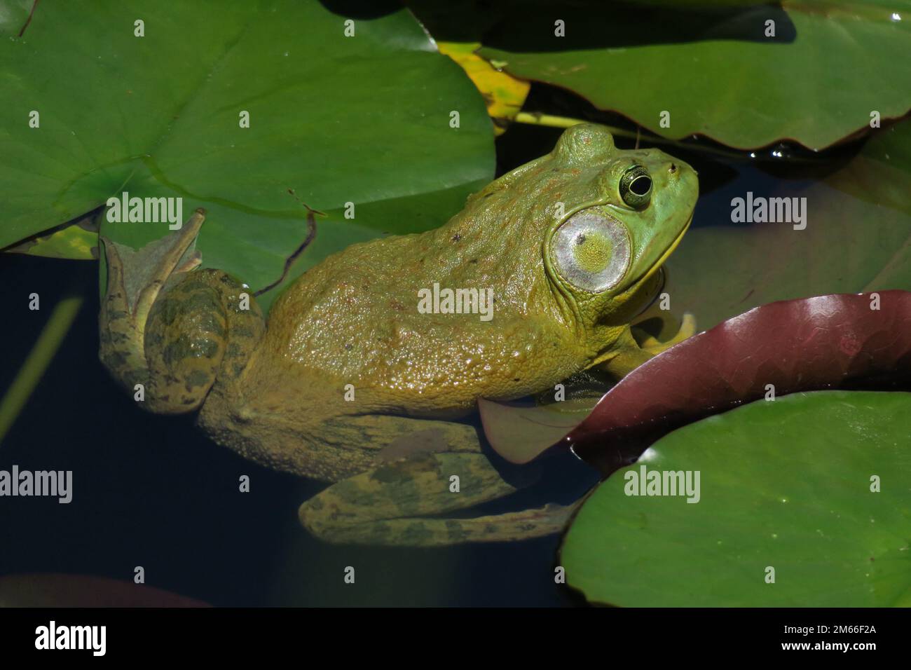 A green American bull frog is sitting on a large water lily pad ...