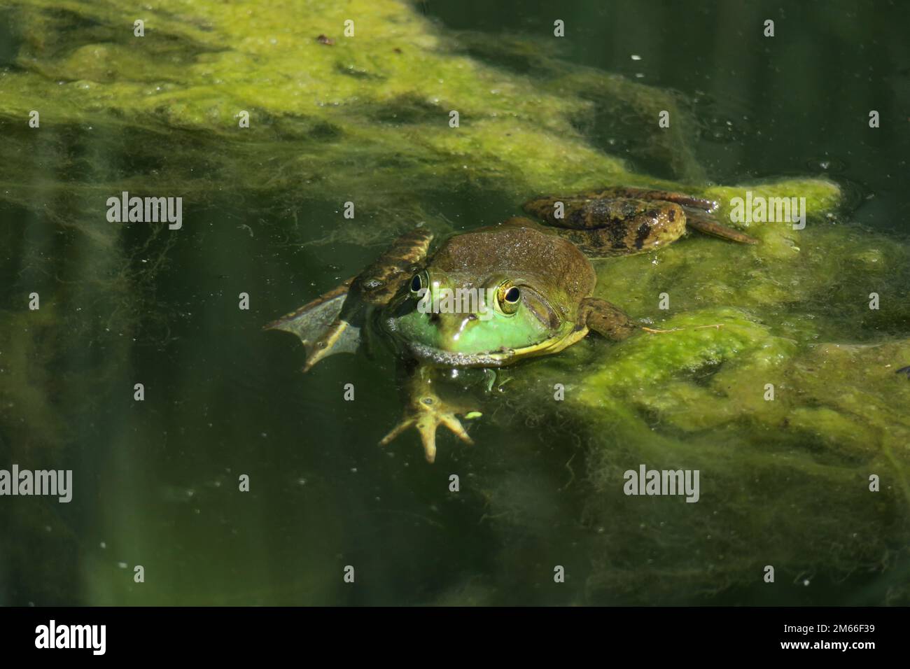 A green American bull frog is floating in a pond with algae Stock Photo ...