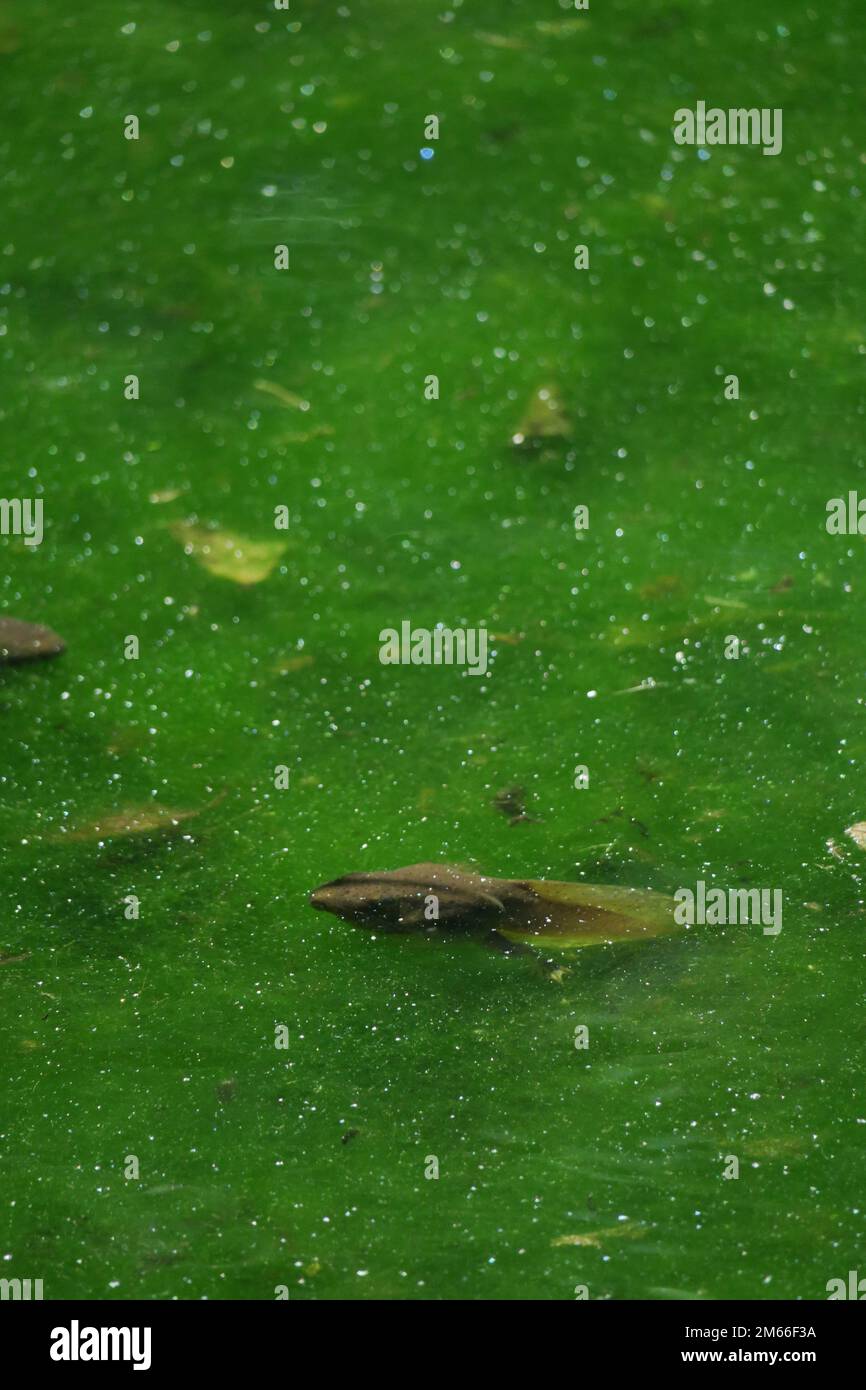 A green American bull frog is floating in a pond with algae Stock Photo ...
