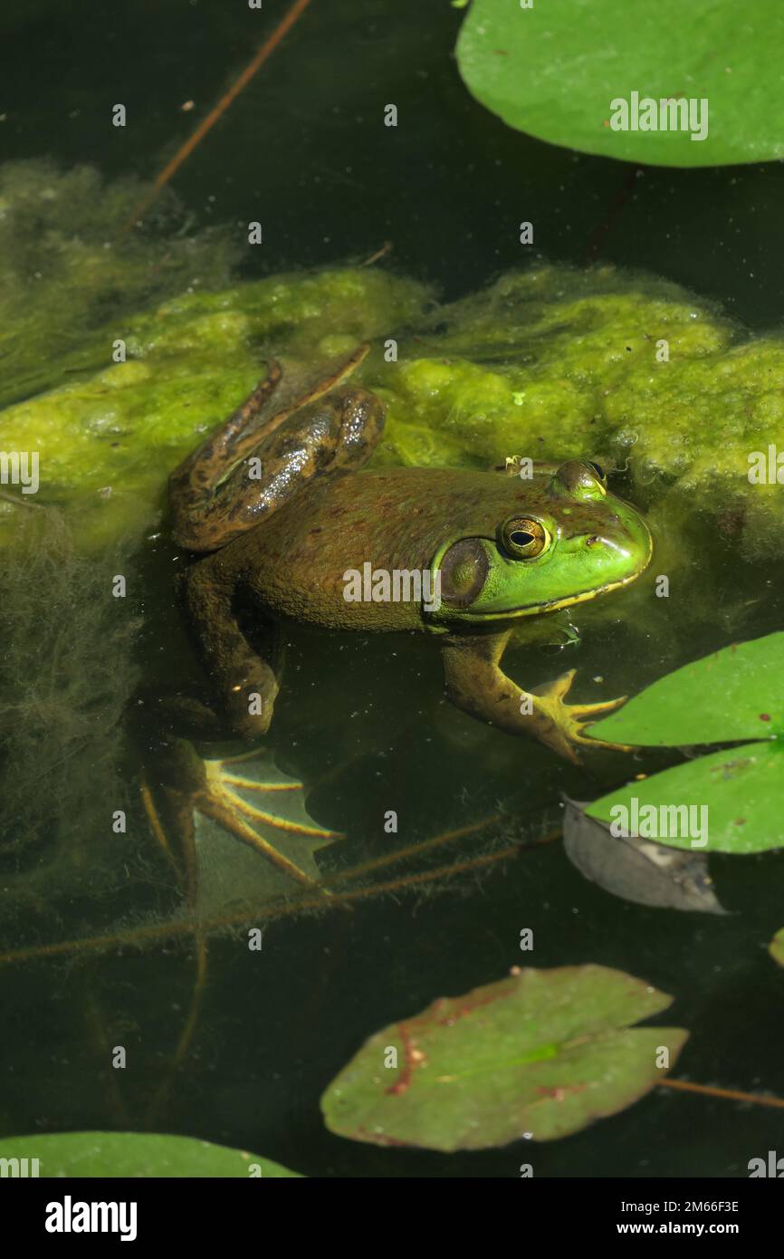 A green American bull frog is floating in a pond with algae Stock Photo ...