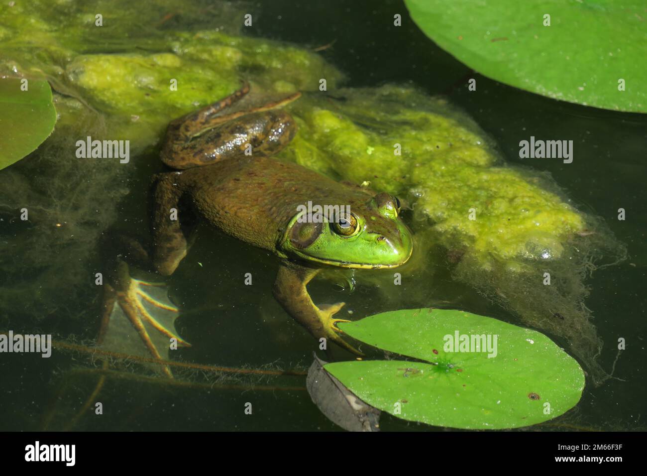 A green American bull frog is floating in a pond with algae Stock Photo ...