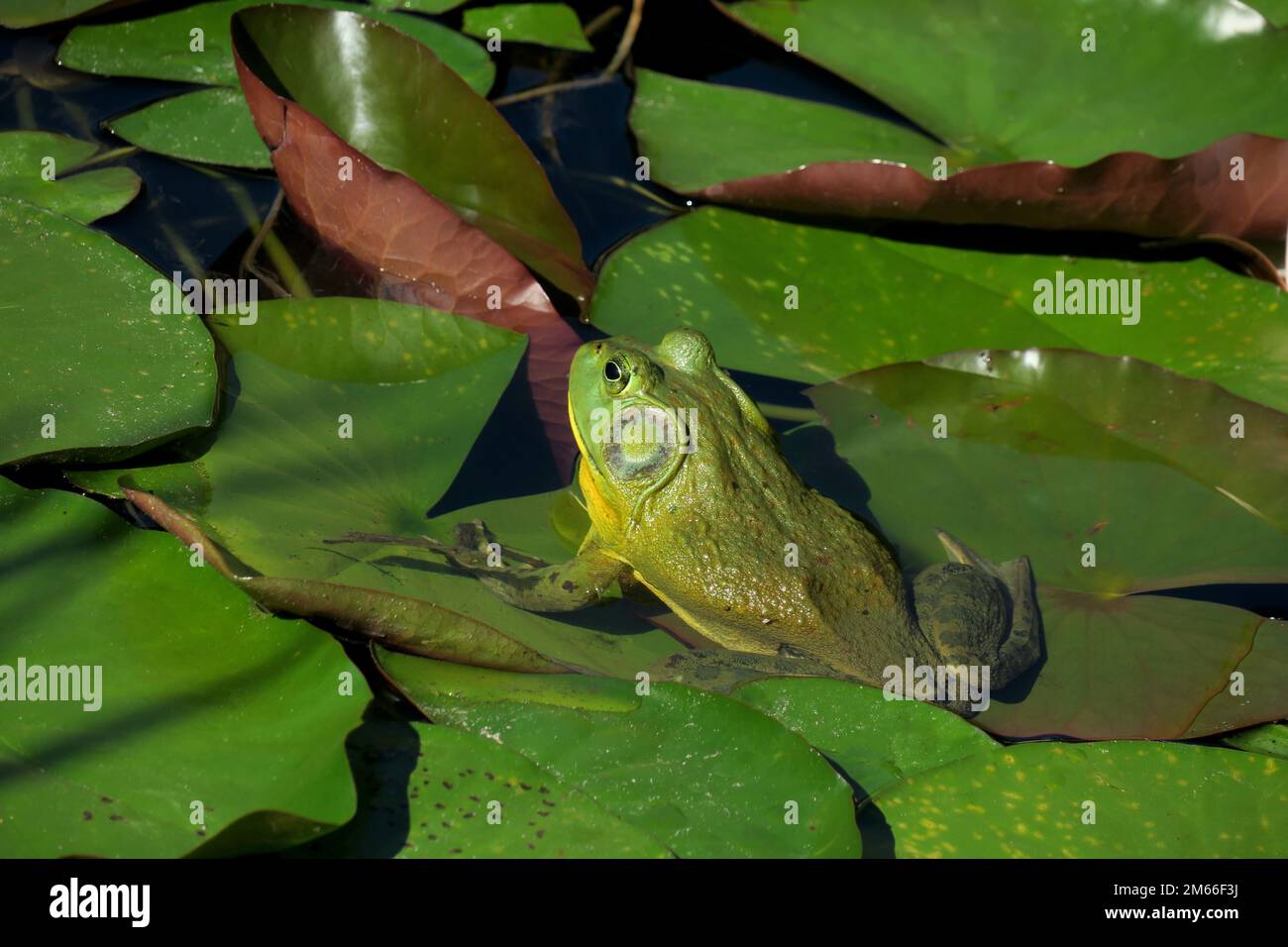 A green American bull frog is sitting on a large water lily pad ...