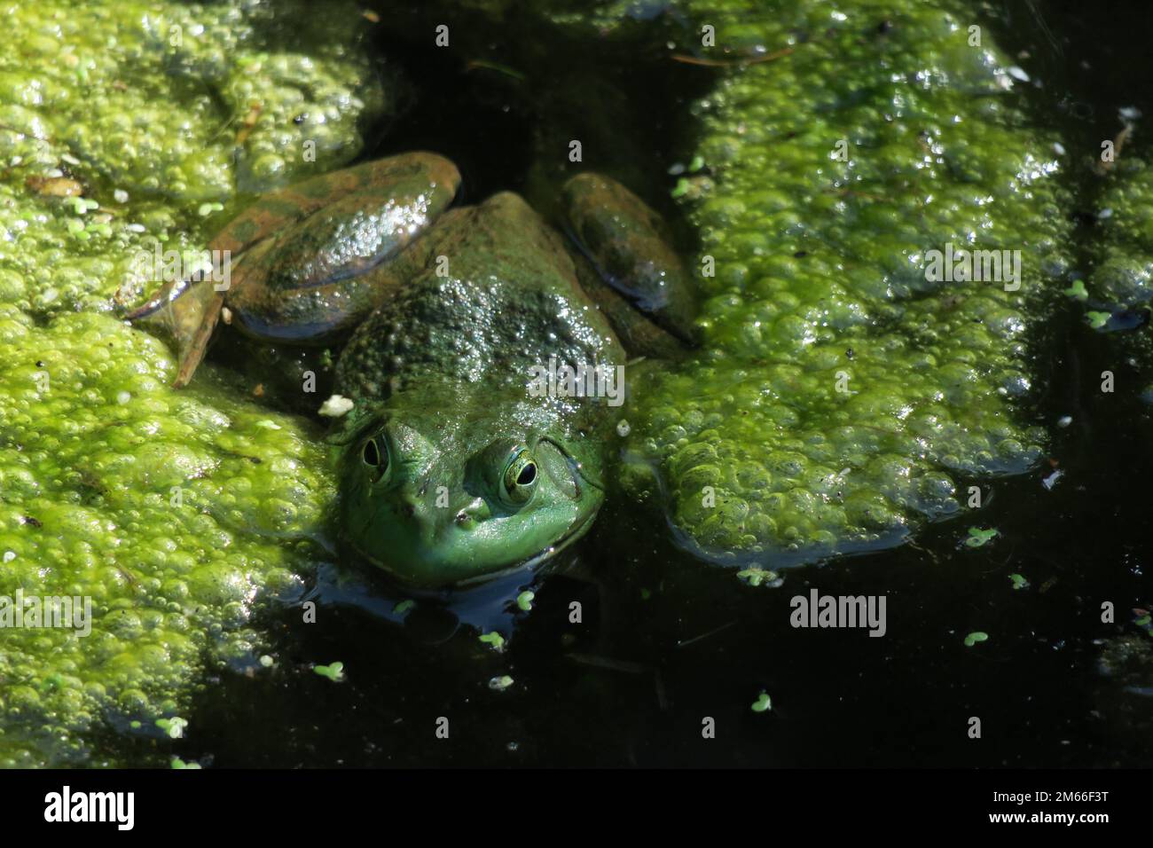 A green American bull frog is floating in a pond with algae Stock Photo ...
