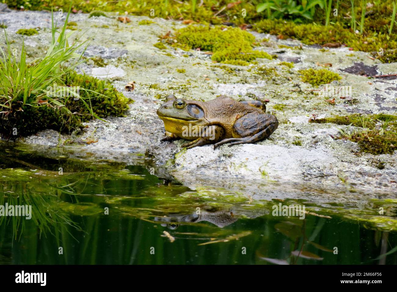 A green American bull frog is resting on a rock at the edge of a pond ...