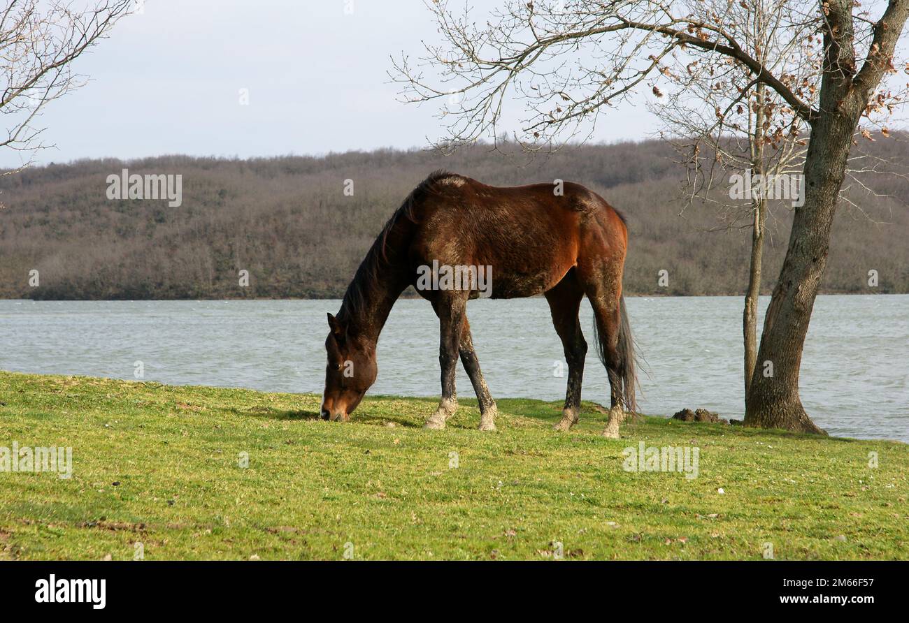 Omerli Dam Lake Esenceli Shores in Istanbul, Turkey Stock Photo - Alamy