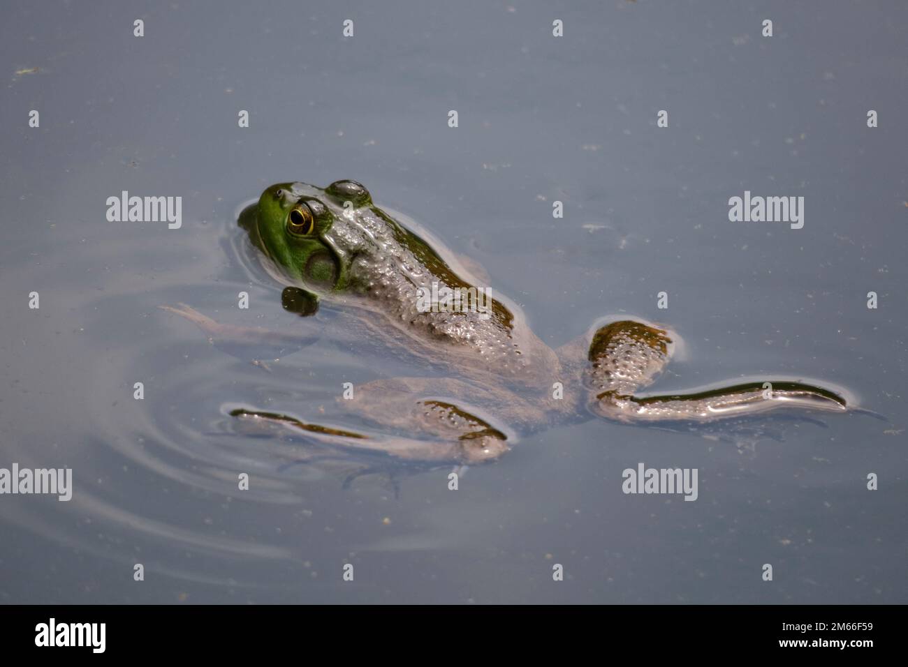 A green American bull frog is floating in a pond Stock Photo - Alamy