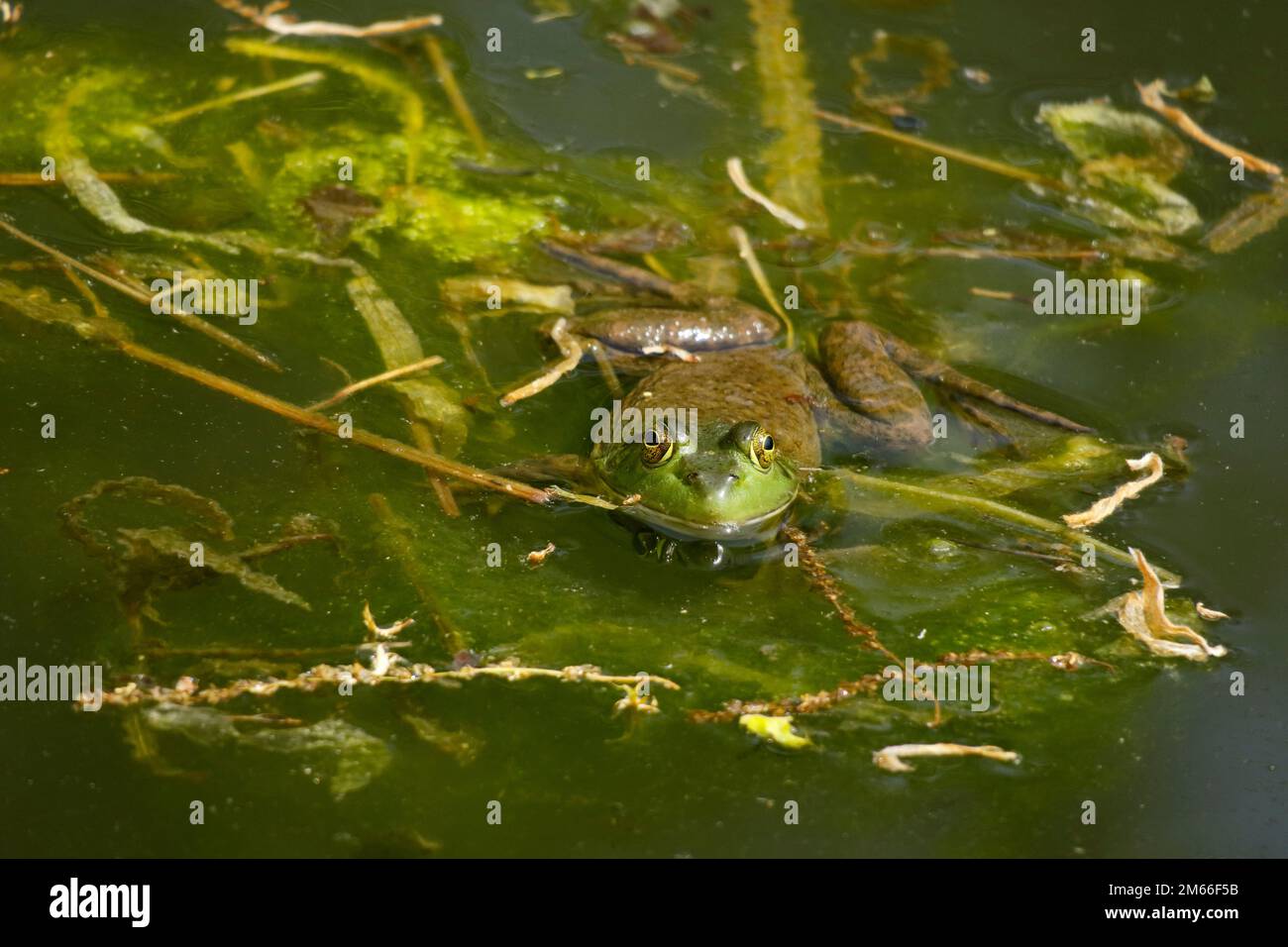 A green American bull frog is floating in a pond with algae Stock Photo ...