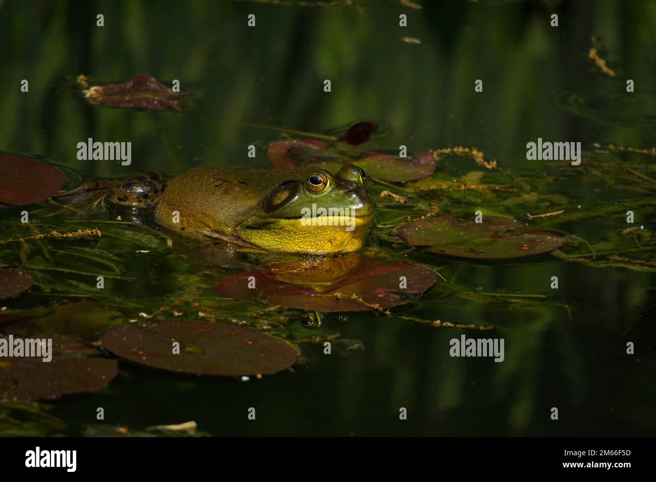 A green American bull frog is floating in a pond with algae Stock Photo ...
