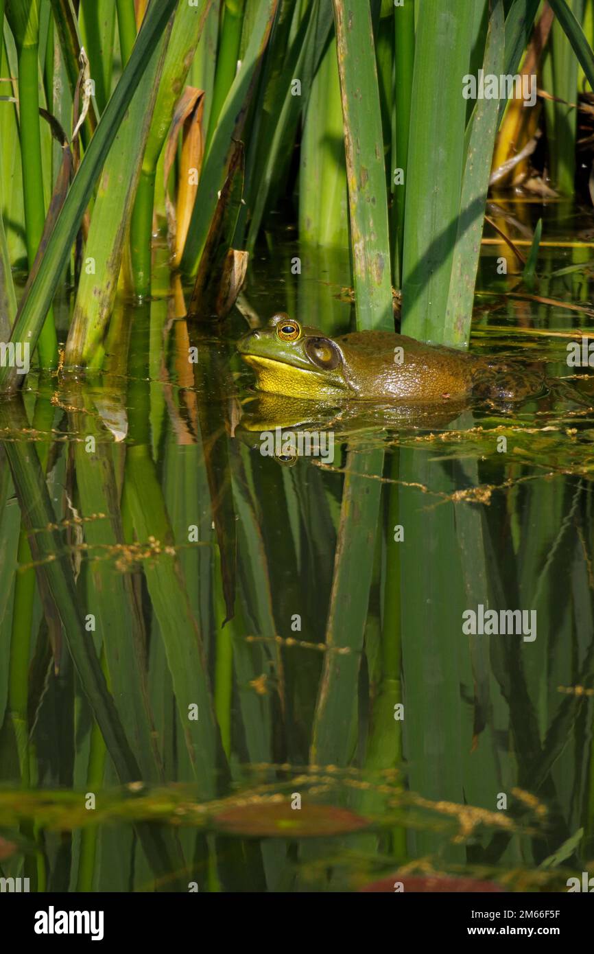 A green American bull frog is floating in a pond with algae Stock Photo ...