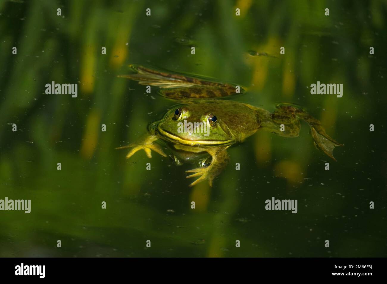 A green American bull frog is floating in a pond with algae Stock Photo ...