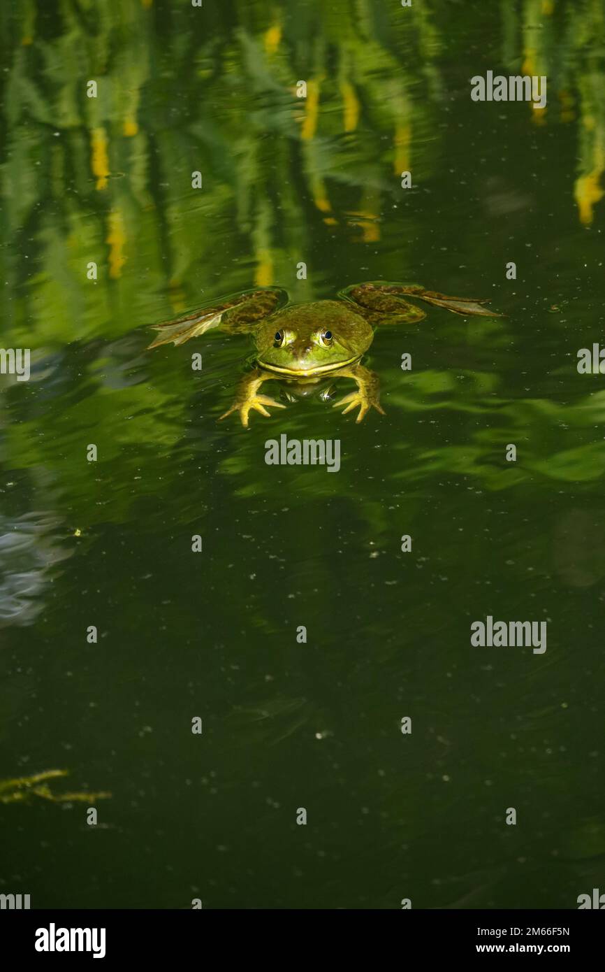 A green American bull frog is floating in a pond with algae Stock Photo ...