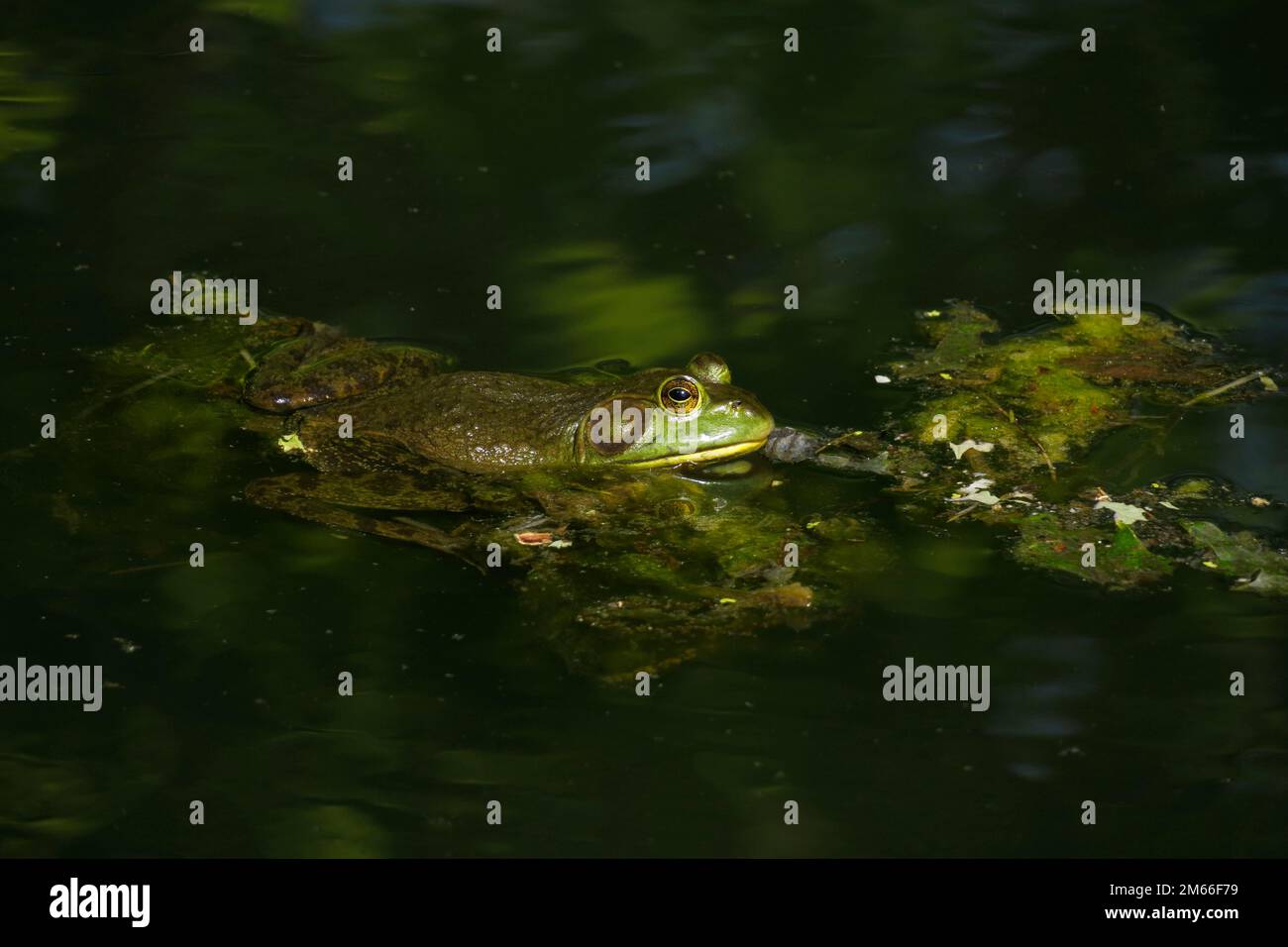 A green American bull frog is floating in a pond with algae Stock Photo ...